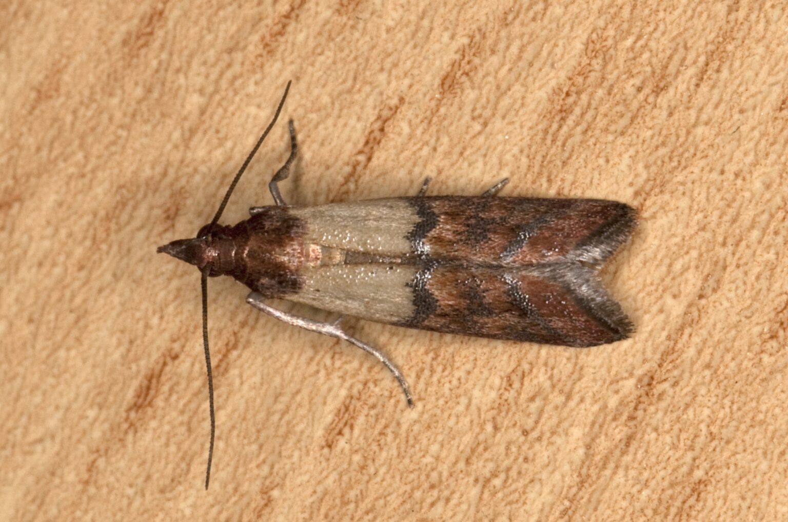 Molia: Daunătorul Tăcut al Textilelor și Metodele Eficiente de Control ...